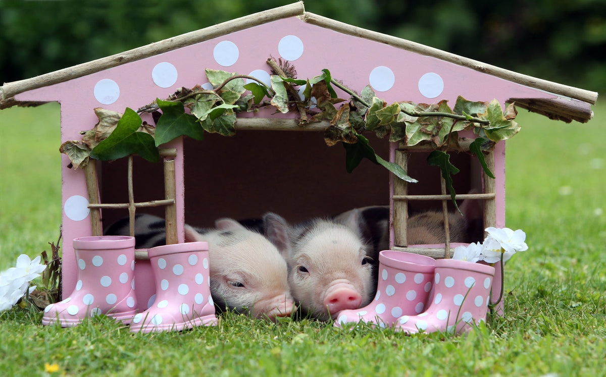 10 Pennywell Miniature Pig Moments | Pennywell Farm