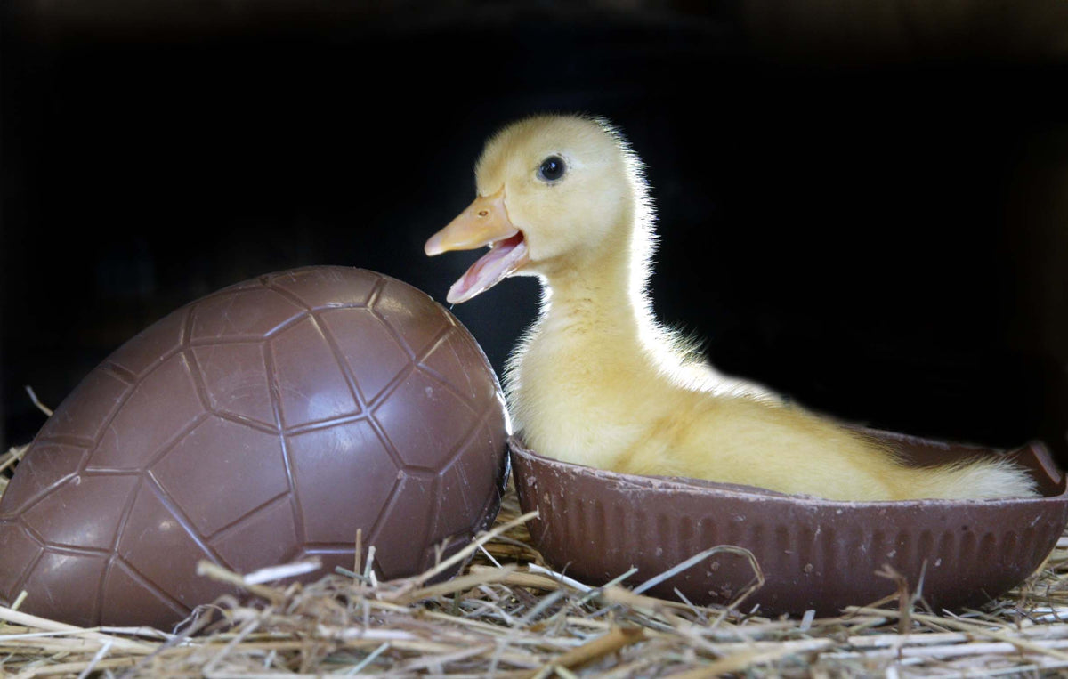 Easter Weekend at Pennywell | Pennywell Farm