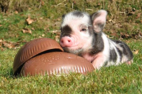 Easter holidays At Pennywell - Devon Tourist Attraction | Pennywell Farm