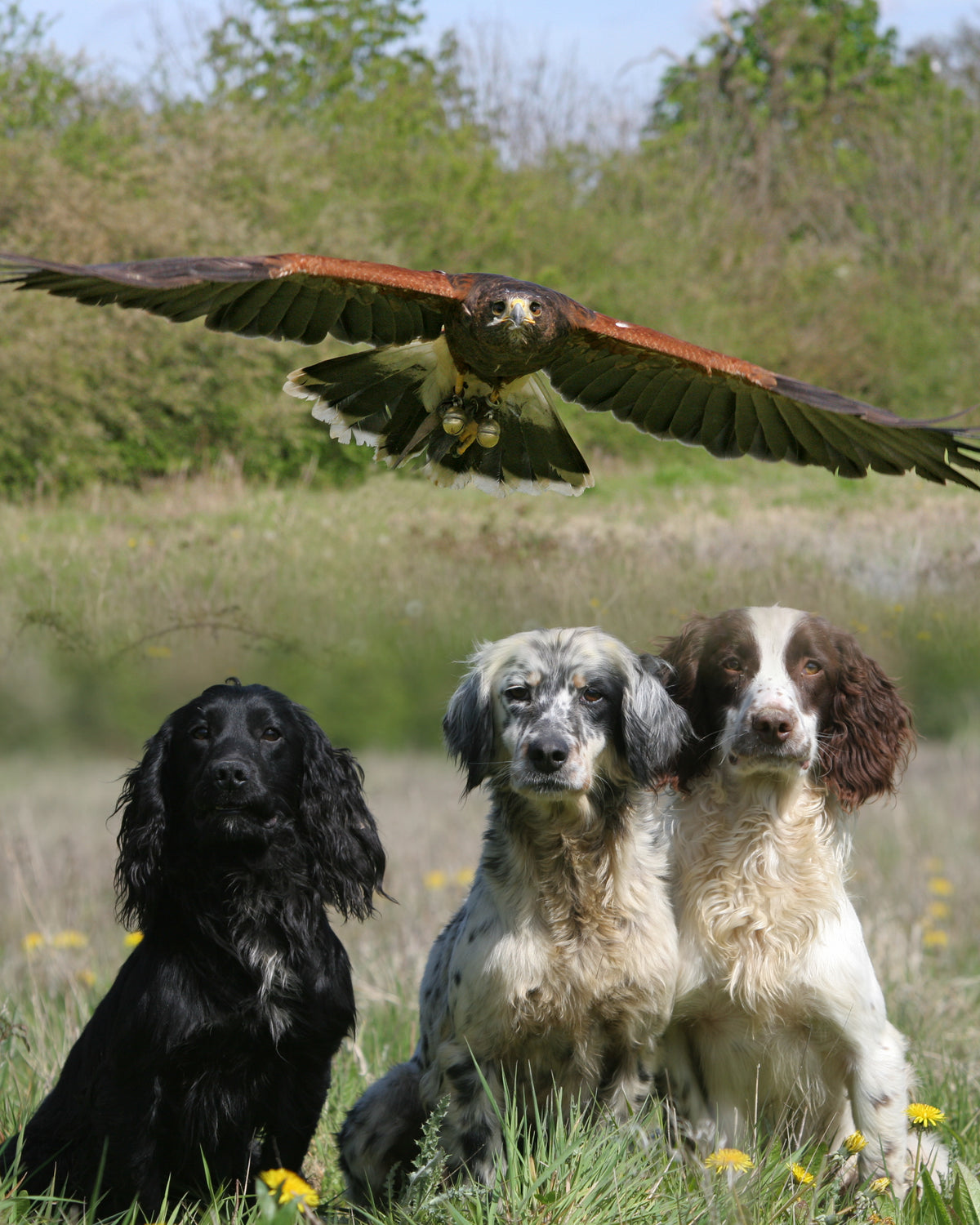 Game Goer Gun Dogs | Pennywell Farm