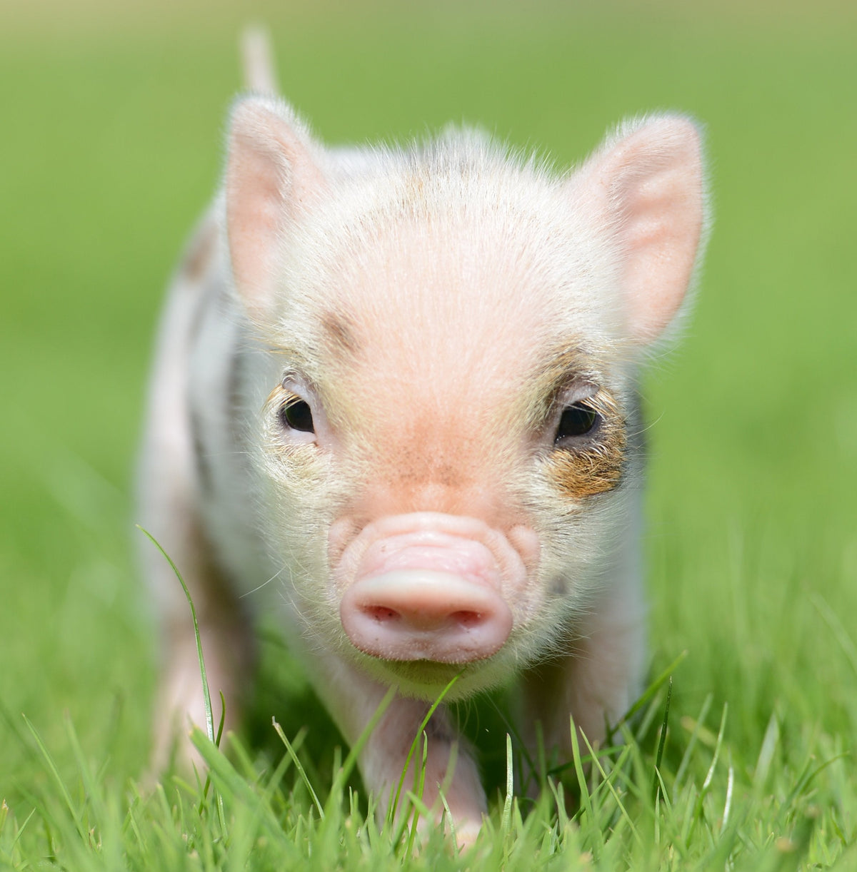 Pig Week at Pennywell | Pennywell Farm