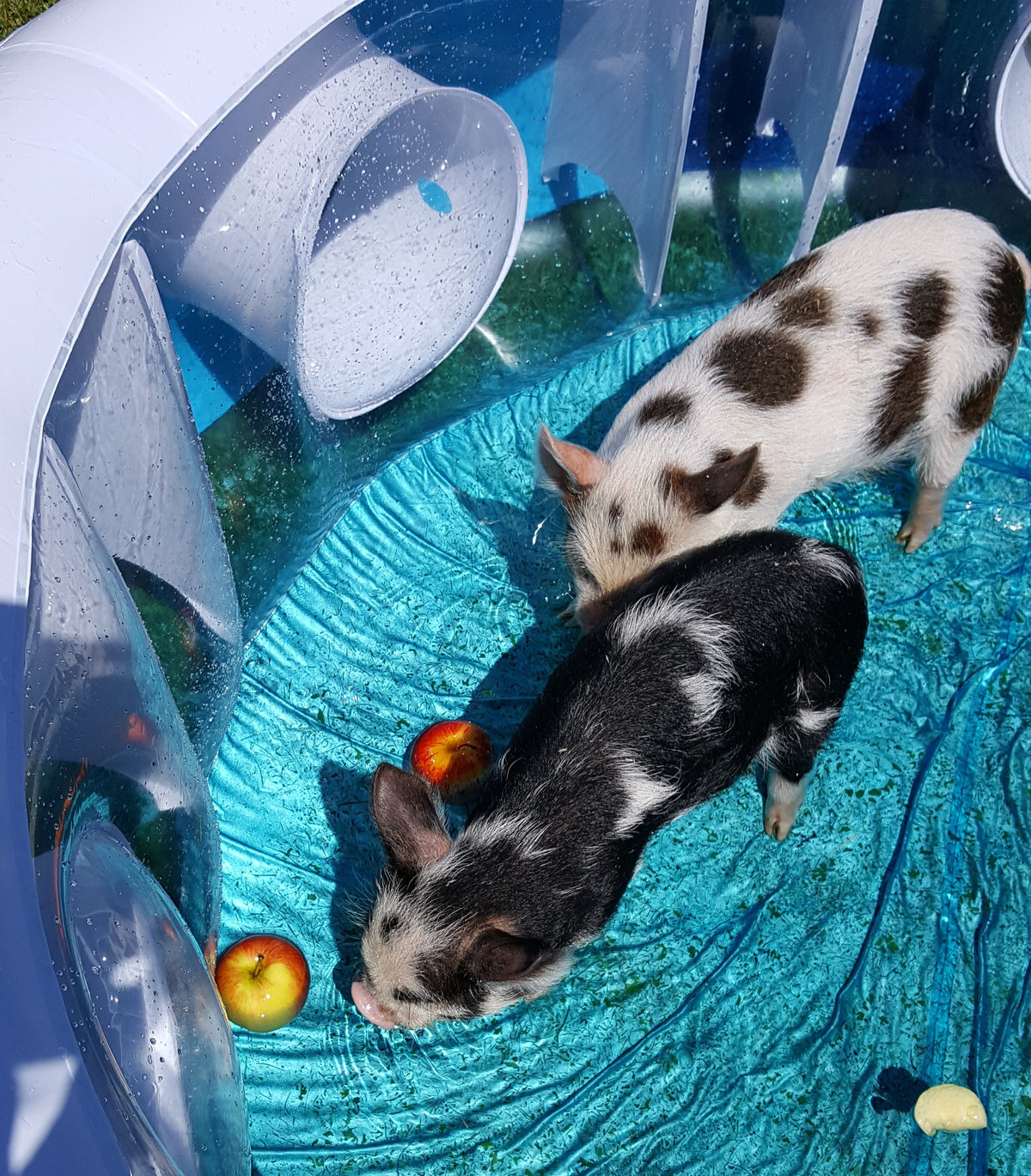 Micro Pigs stay cool at Devon Tourist Attraction | Pennywell Farm