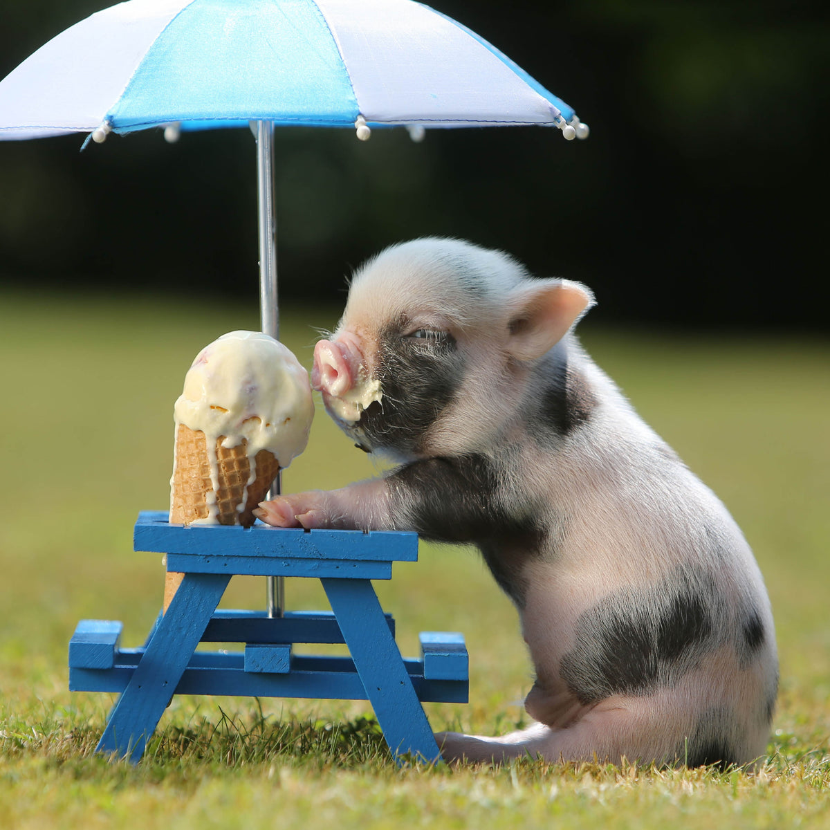 Summer Holidays | Pennywell Farm